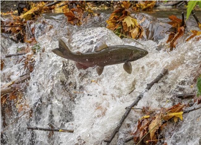 Celebration of Longfellow Creek Nov. 8; Duwamish Longhouse | Westside ...
